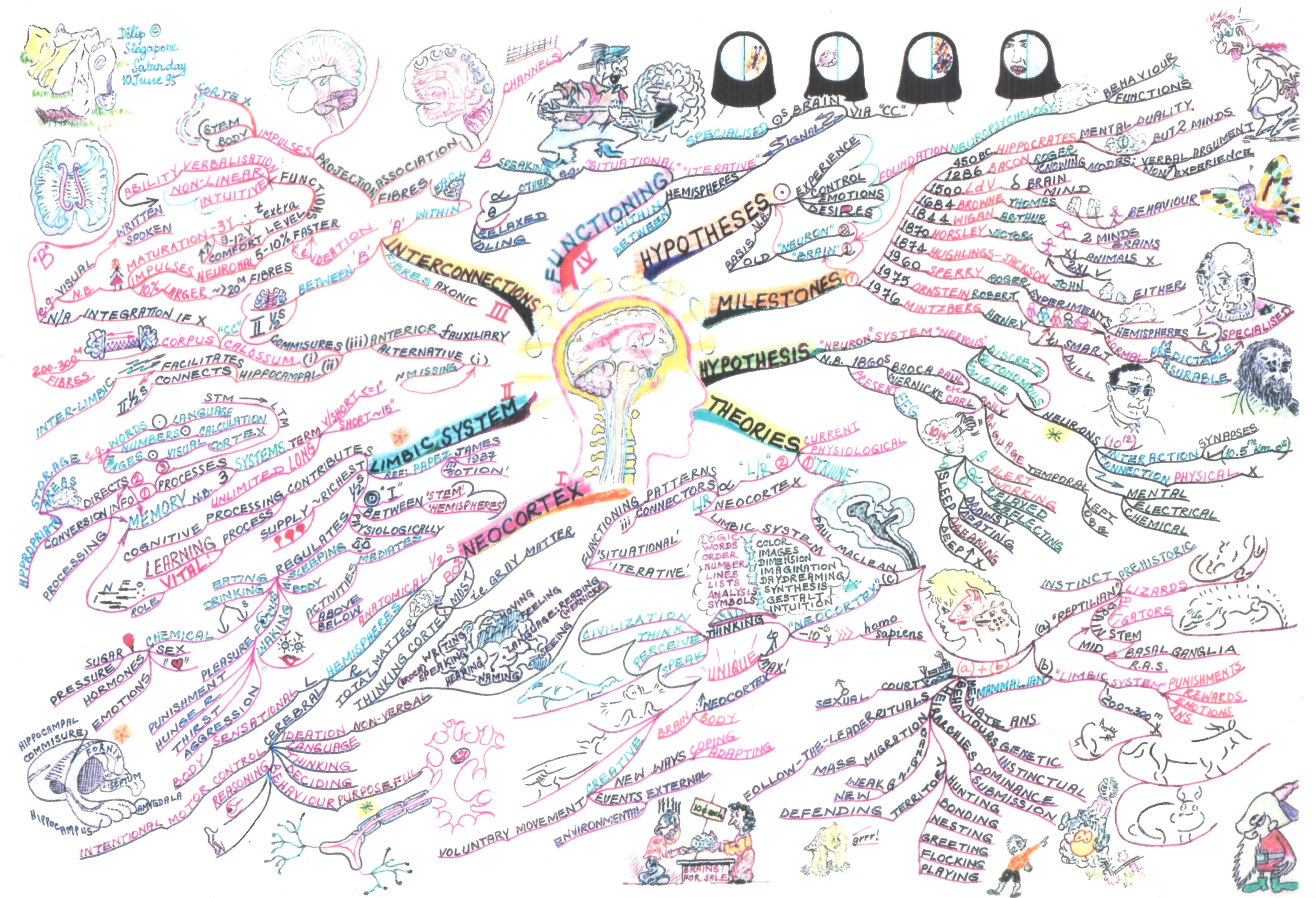 Mind Map The Brain